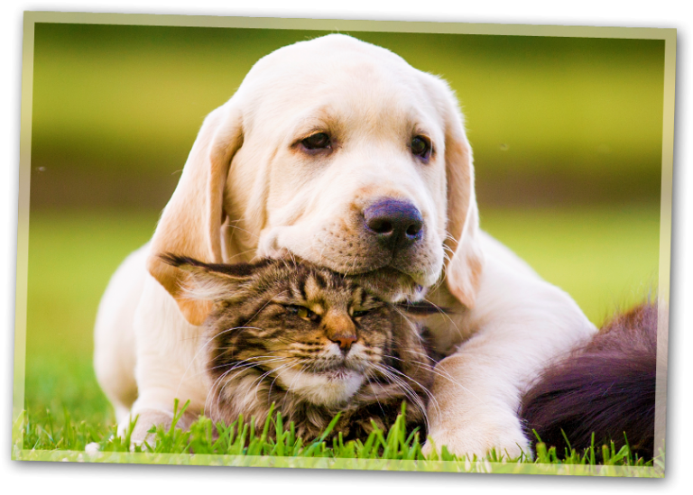 Exeter Veterinary Hospital | Veterinary Services in Stratham, New ...